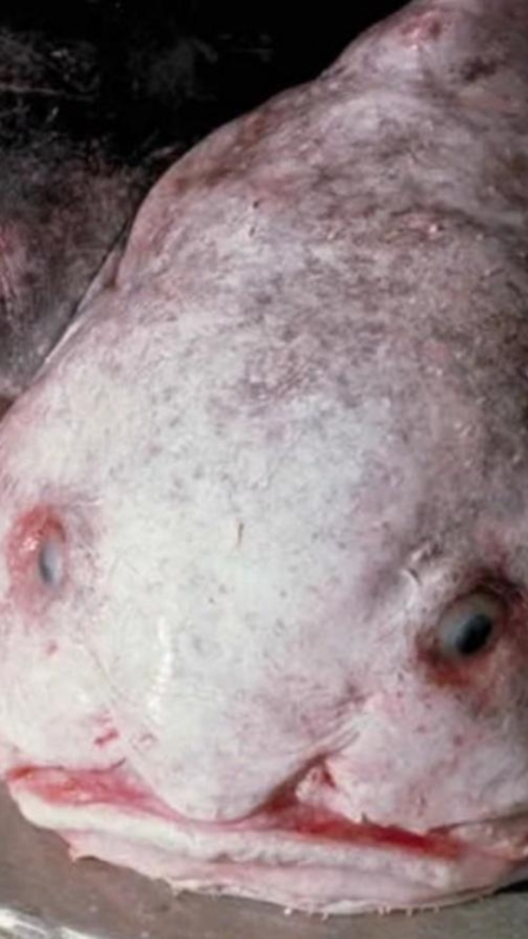 Worlds Ugliest Fish Blobfish