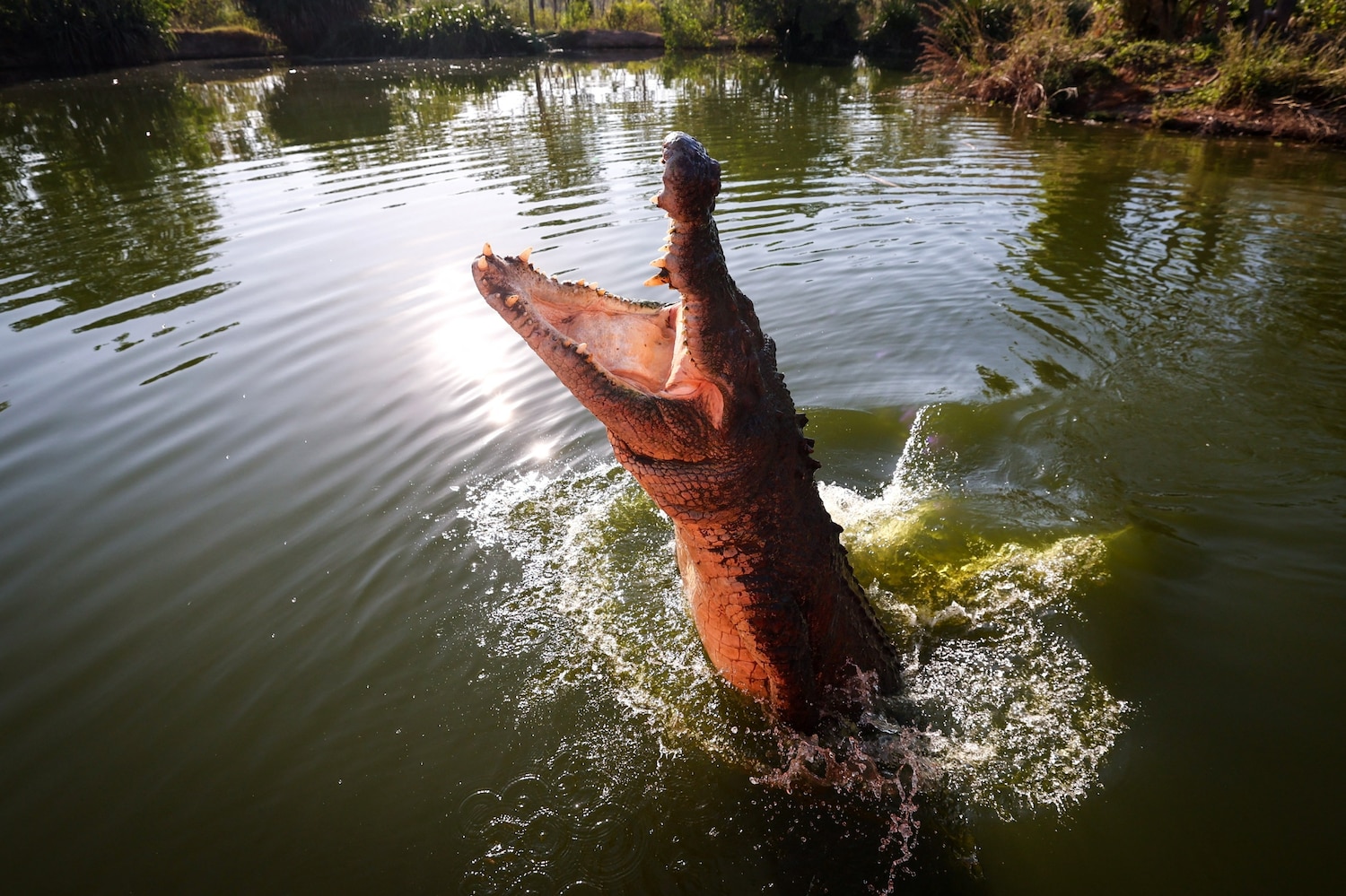 Man Bitten By Crocodile