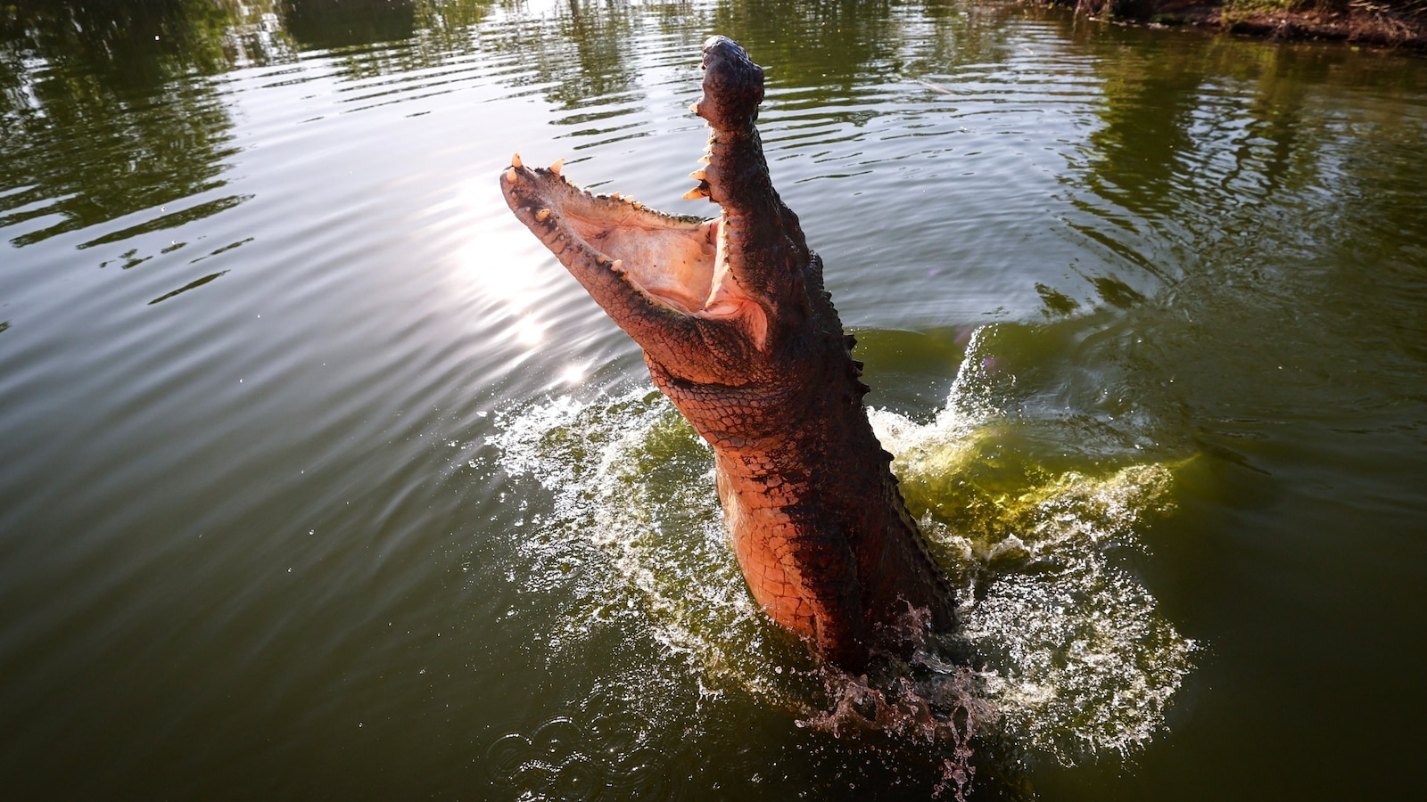 Crocodile bites man swimming to shore after boat capsizes in Florida ...