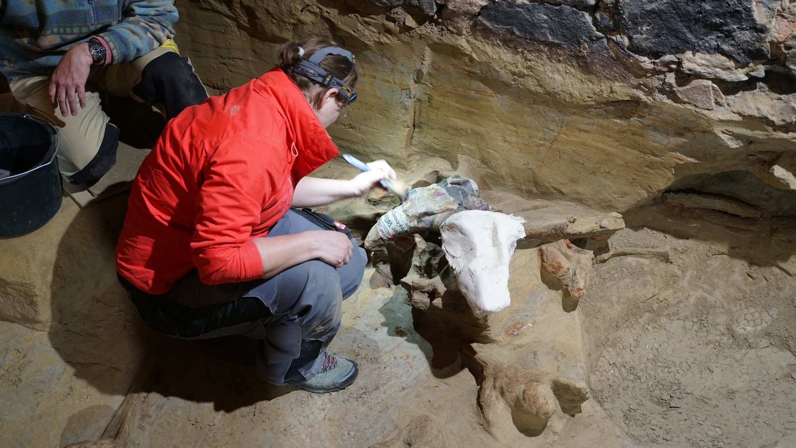 40000 Year Old Mammoth Bones Discovered In Wine Cellar Abc News