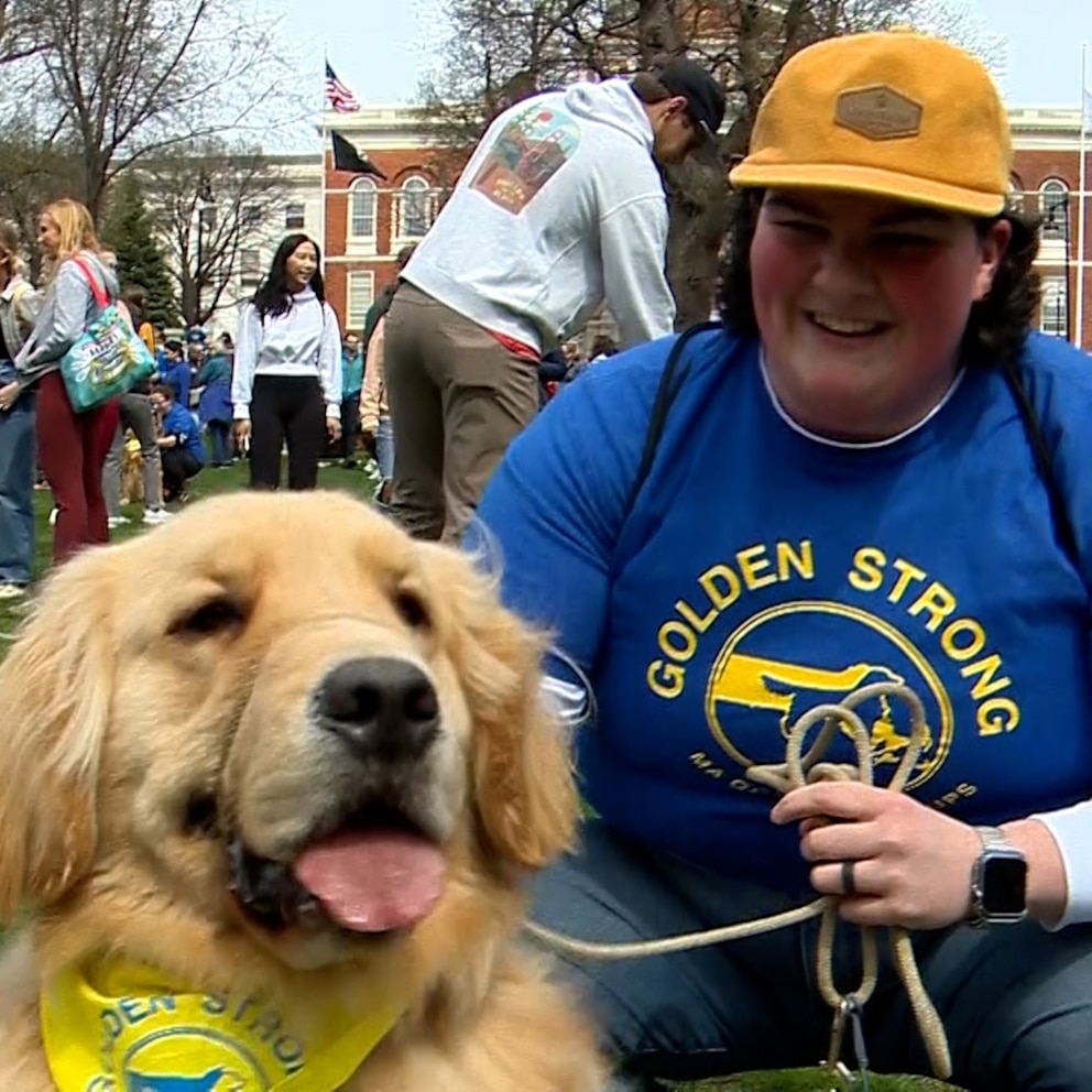 Video Golden retrievers meet up ahead of 2024 Boston Marathon to honor ...