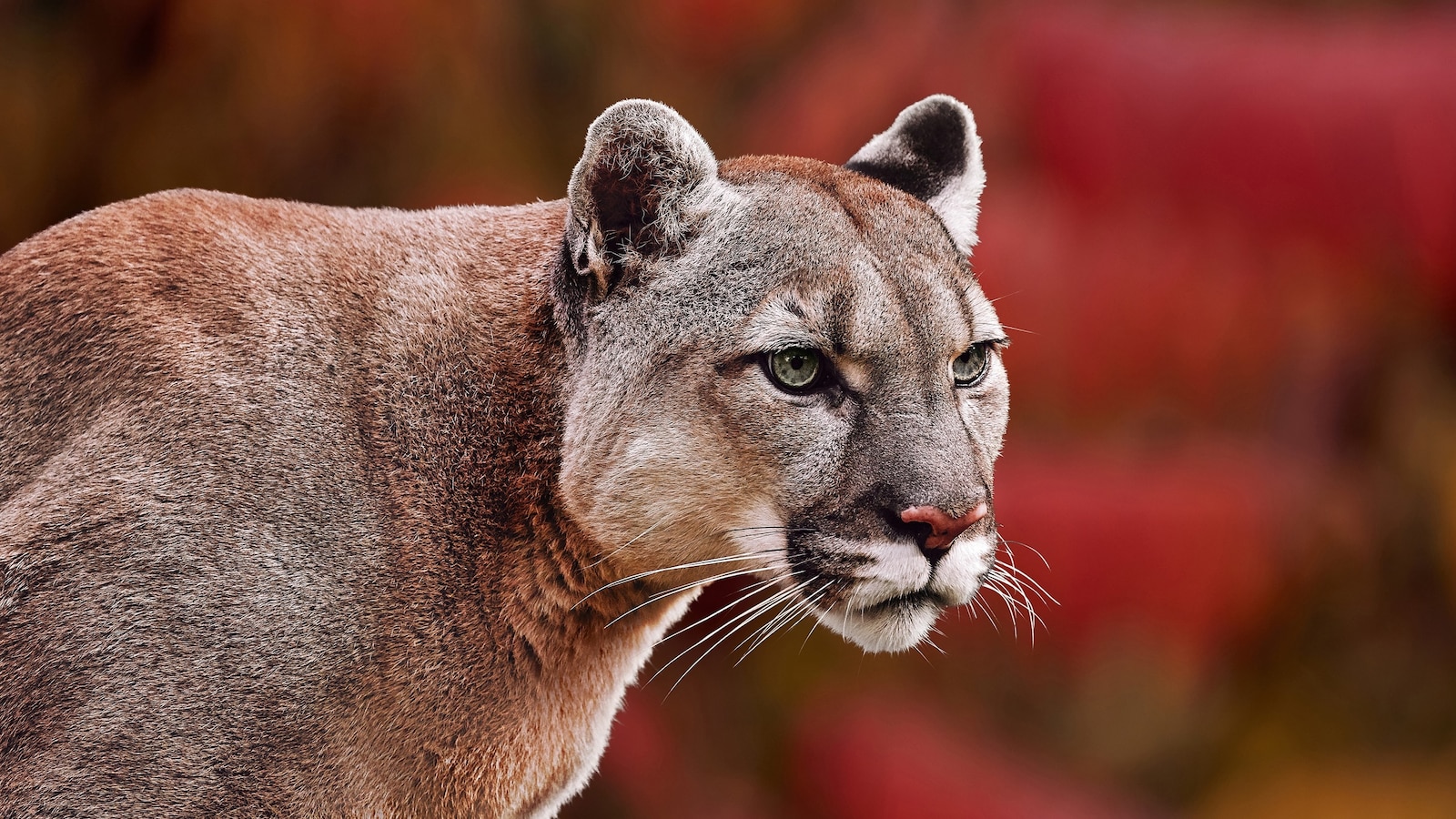 Colorado hiker killed in mountain lion attack: Officials - ABC News