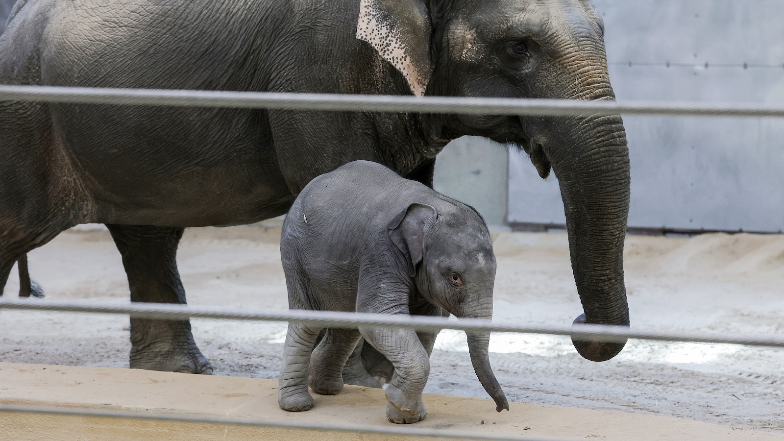 Baby Asian elephant makes National Zoo debut on Earth Day - ABC News