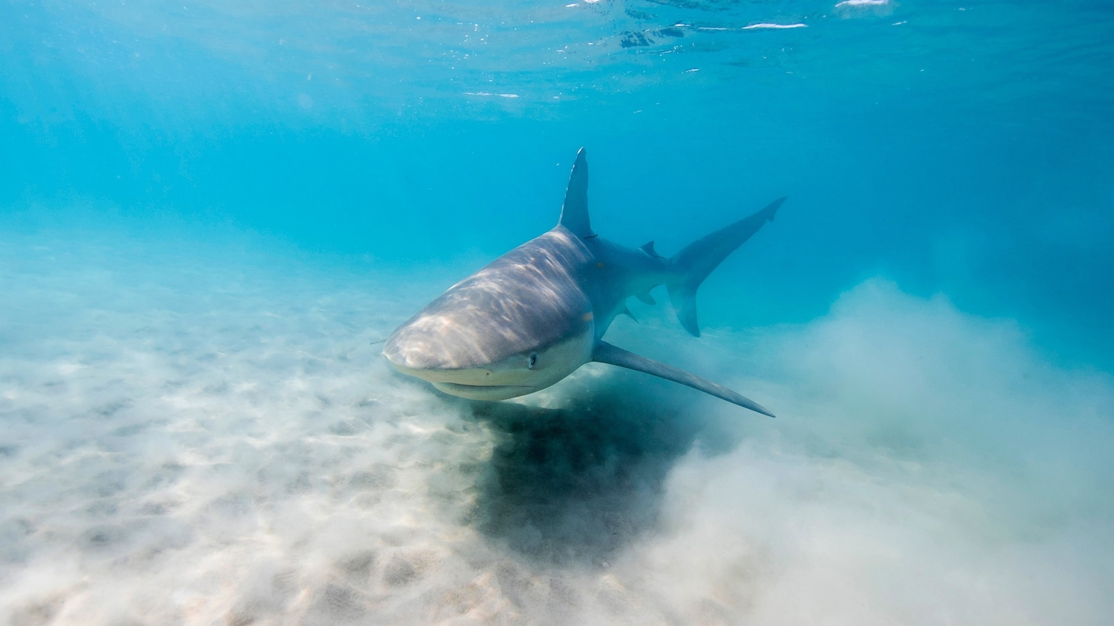 Rare shark spotted off New England coast - ABC News