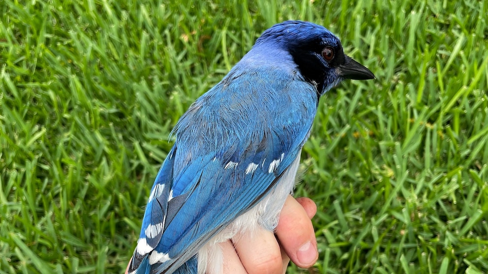 Climate change results in rare hybrid bird between green jay and blue jay: Study - ABC News