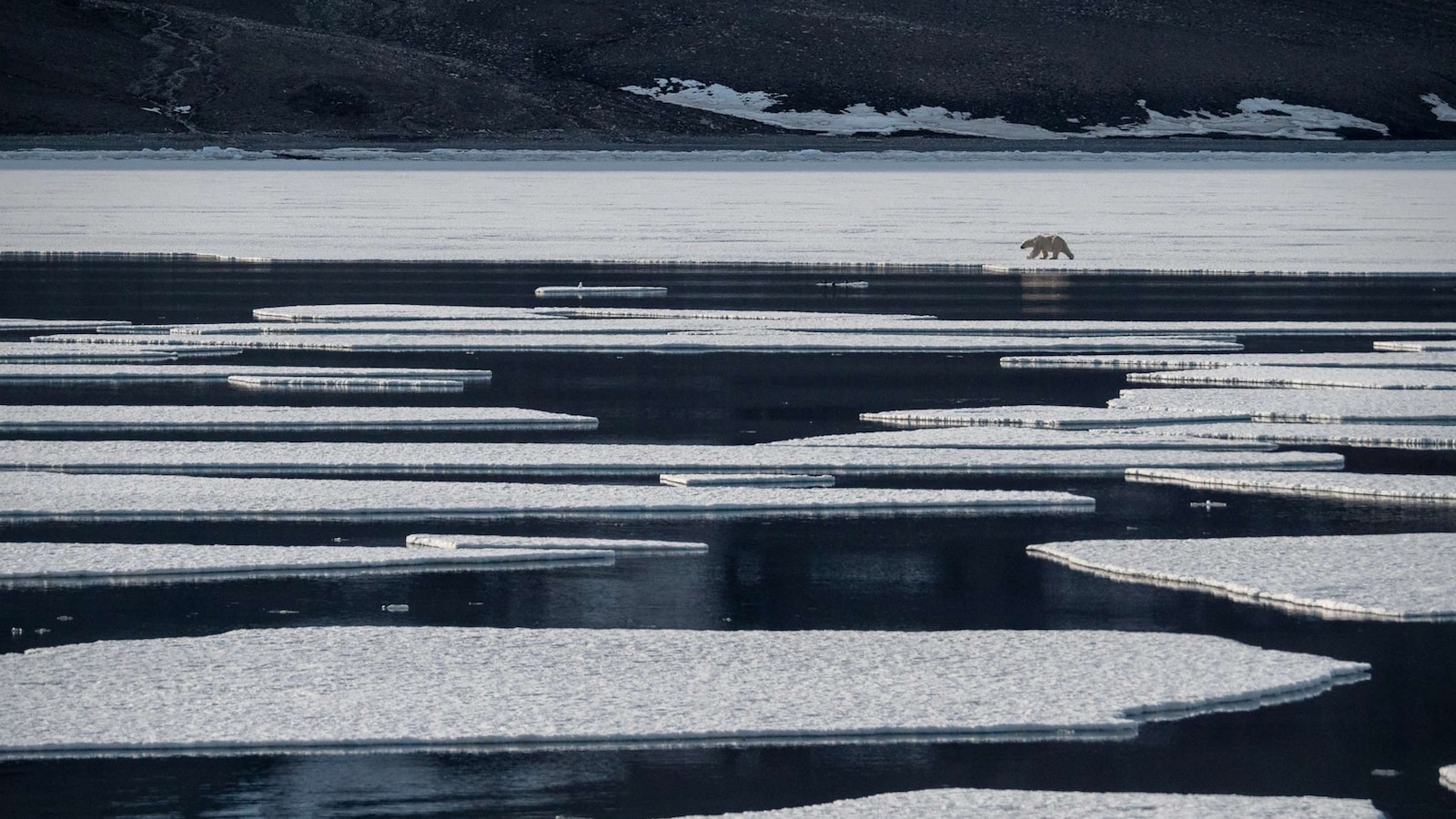 Loss of sea ice putting migrating beluga whales in danger - ABC News