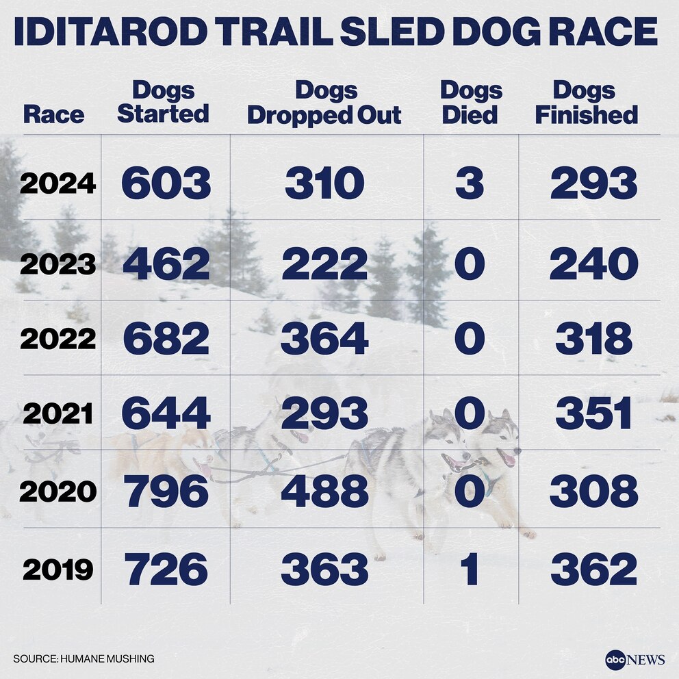 Alaska sled dog race raises allegations of animal abuse - Good Morning ...