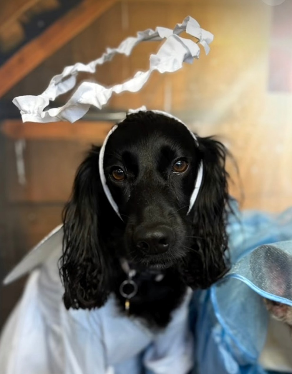 Day care dogs steal the spotlight in creative Nativity scene - Good ...