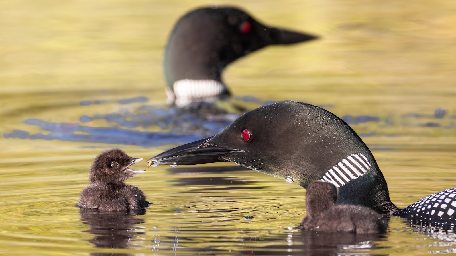 Climate change threatens loon population, new study shows - ABC News
