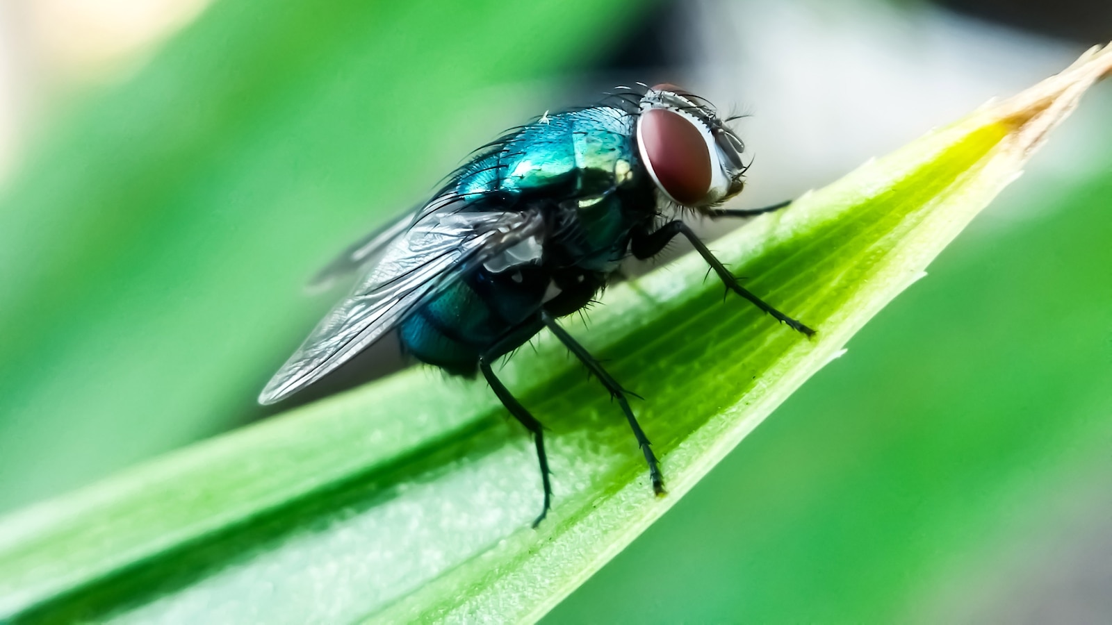 What to know about New World screwworm as cases detected near the US ...