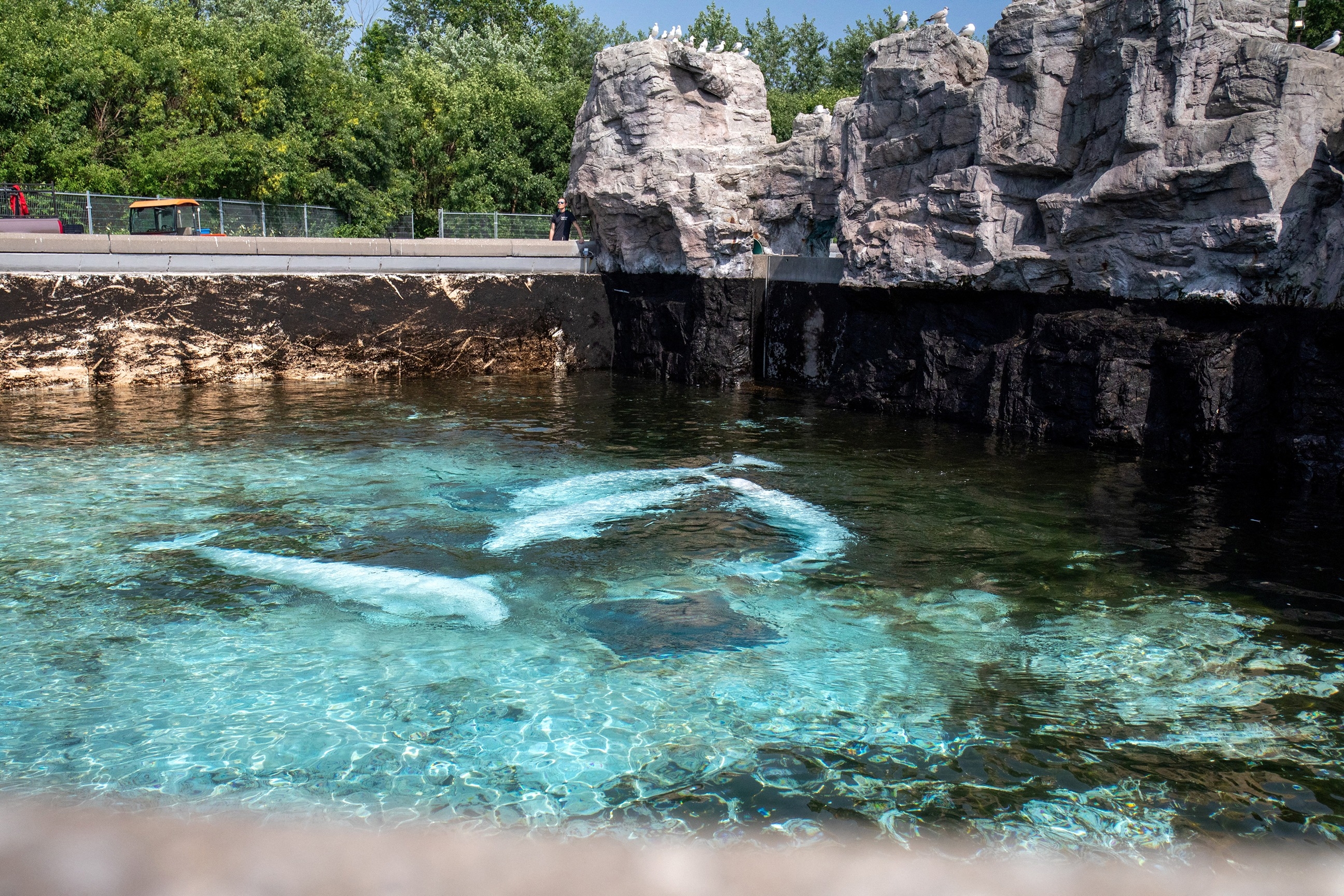 Relocation Of 30 Beluga Whales Stranded At Shuttered Marineland Canada Relocation Of 30 Beluga Whales Stranded At Shuttered Marineland Canada