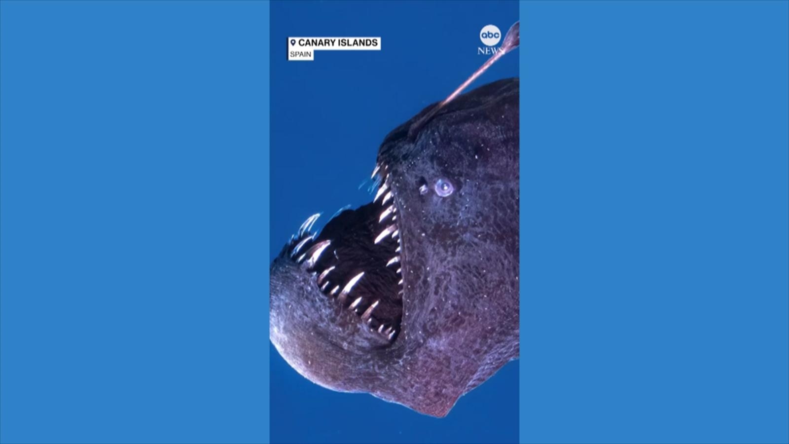 Real Angler Fish Light Deep Water Angler Fish Etsy