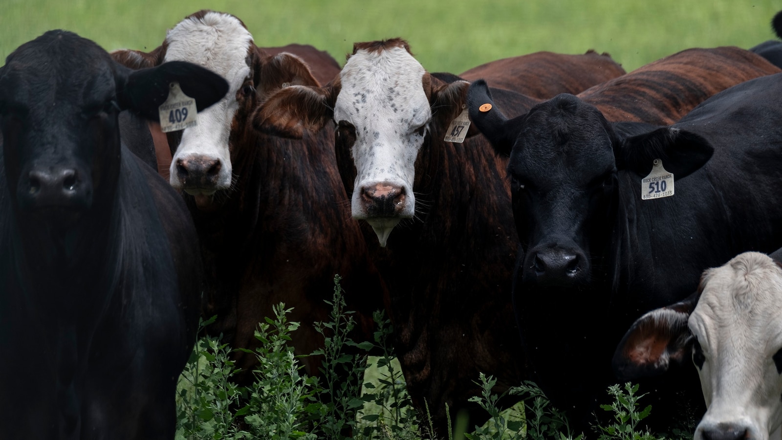 Beef consumers don't need to worry about the screwworm infections in ...