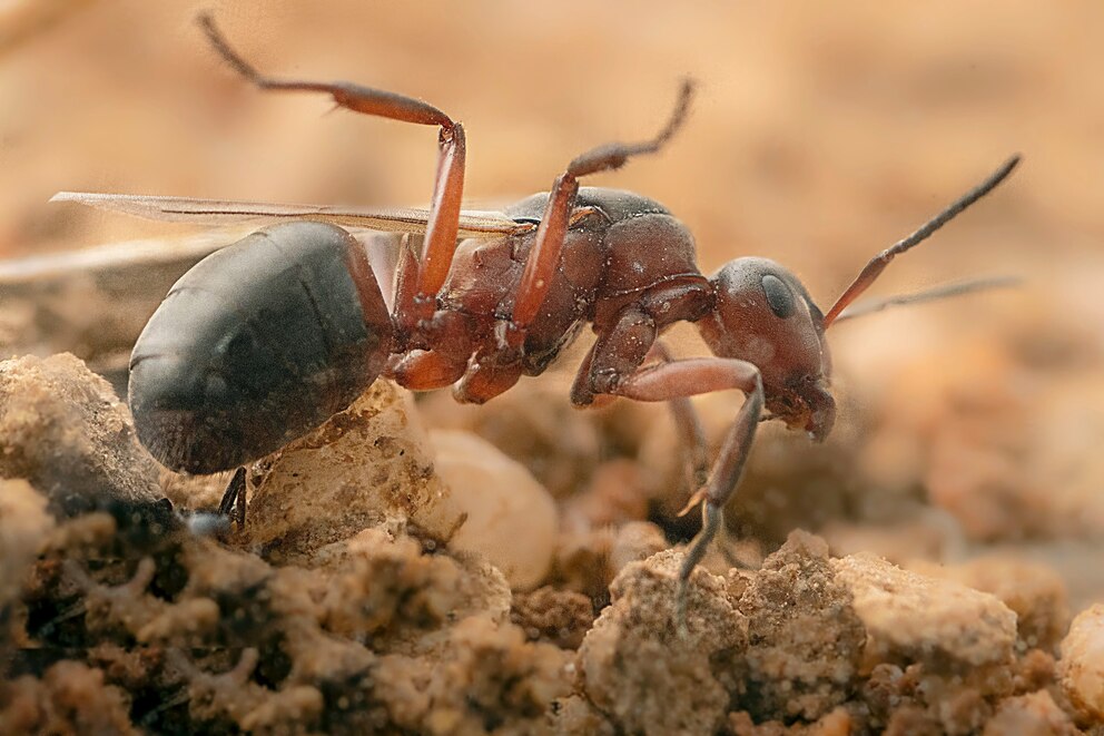 Prehistoric ant preserved in amber reveals Caribbean's vanished species ...