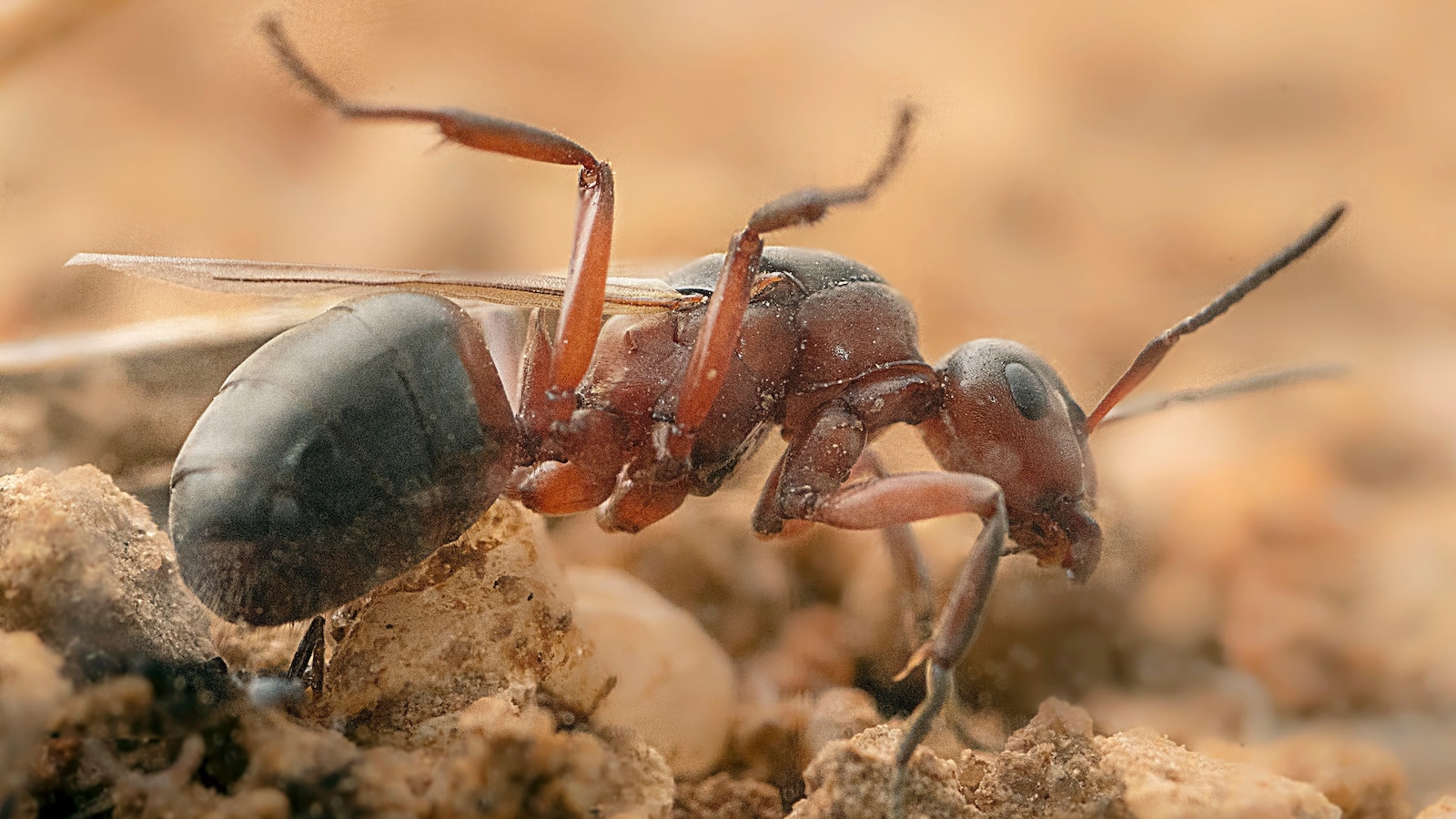 Prehistoric ant preserved in amber reveals Caribbean's vanished species ...