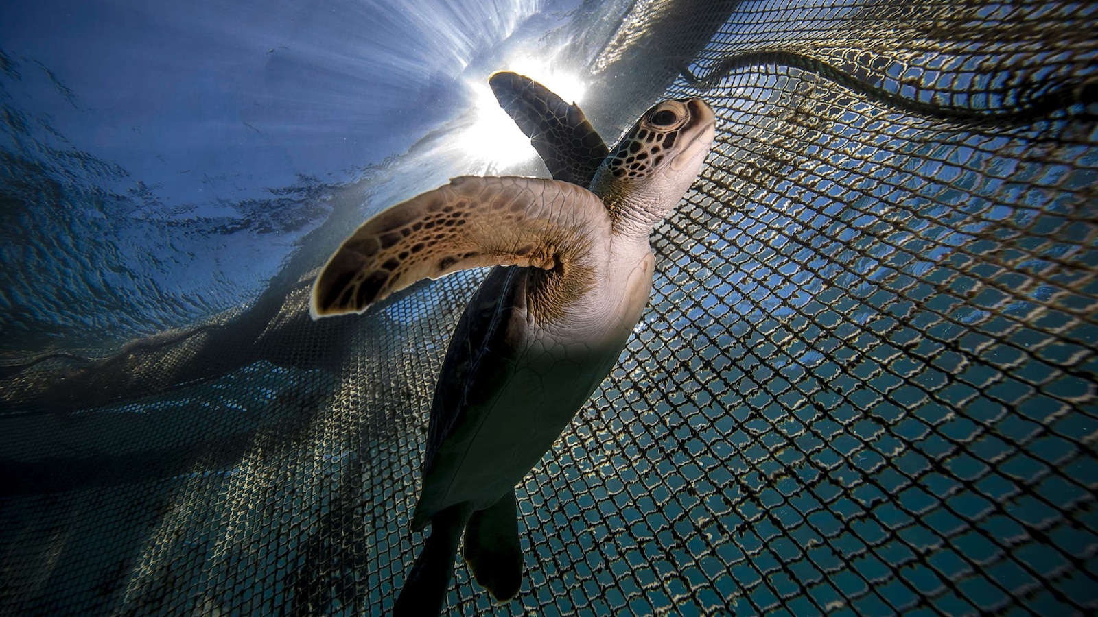 Sea level rise could wash away turtle breeding grounds around the world ...