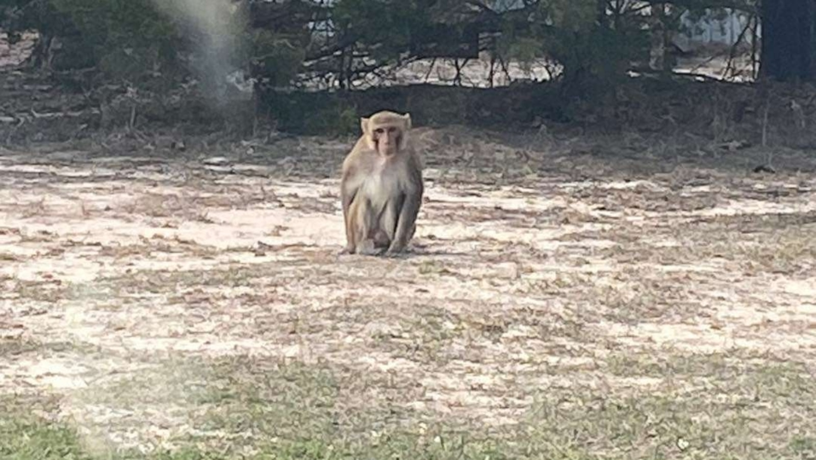 Escaped pet monkey shot after it ripped a woman's ear in half - ABC News