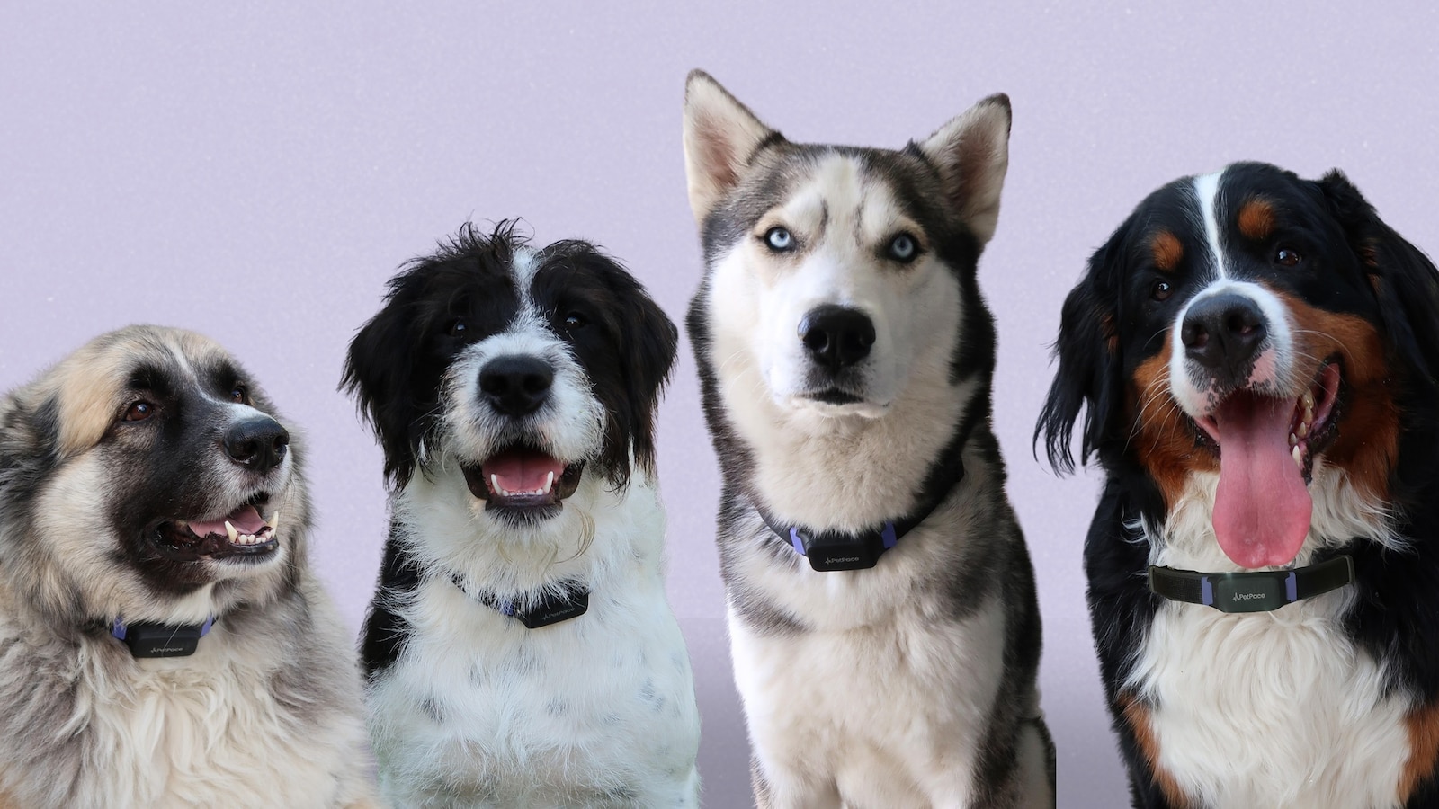 Wearable device could aid dogs in helping to predict earthquakes, but ...