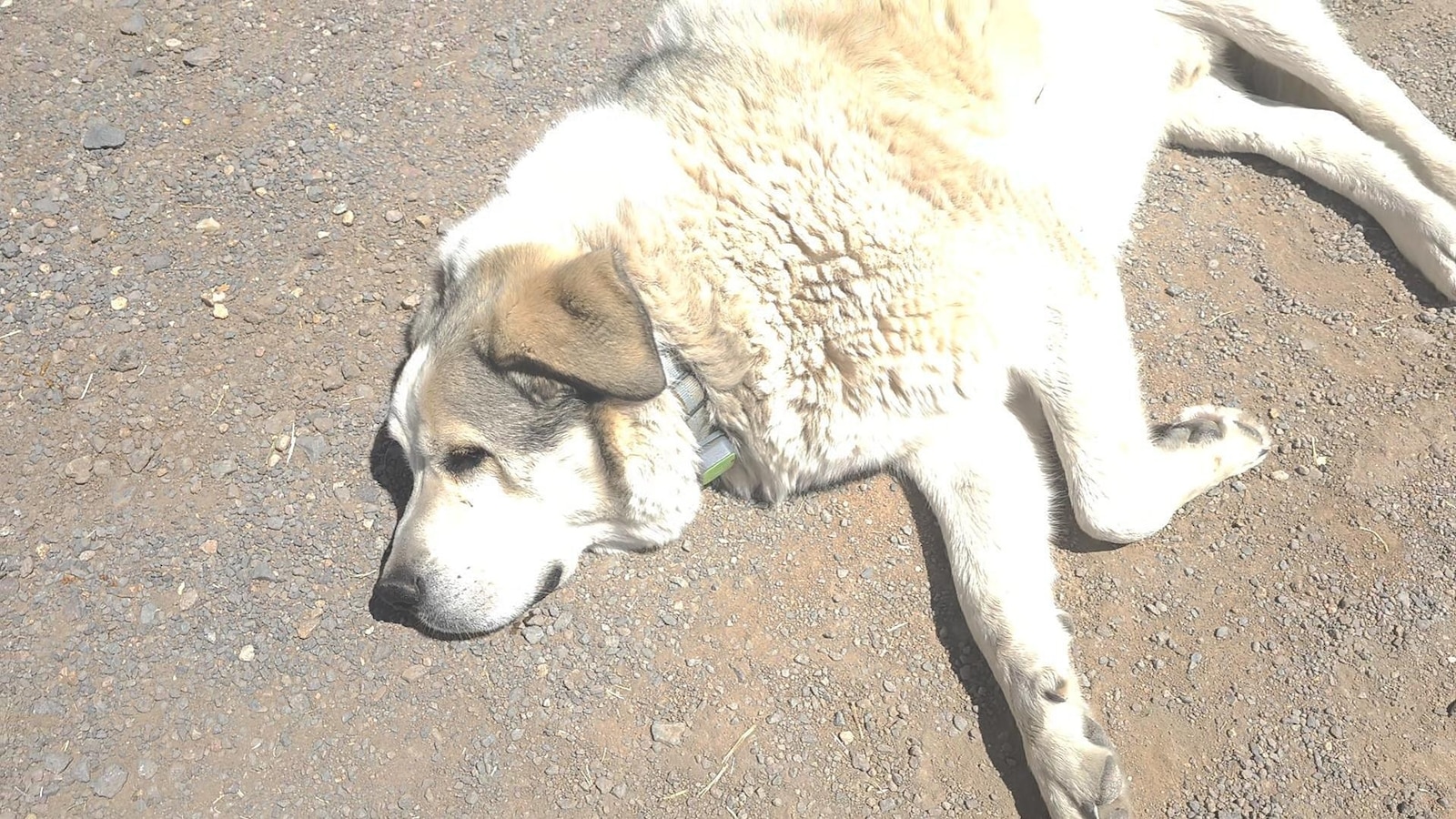 2-year-old spends night in Arizona terrain, found by rancher's dog ...