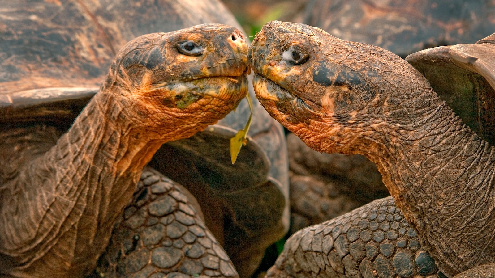 How the solar eclipse will impact plants and animals - ABC News
