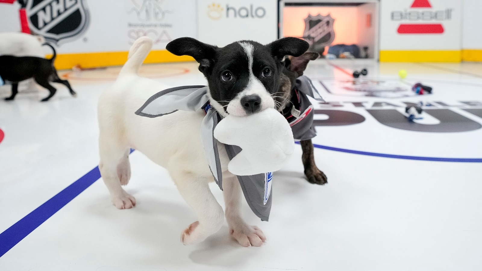 Preview the 2026 Stanley Pup before it returns for 3rd year - ABC News