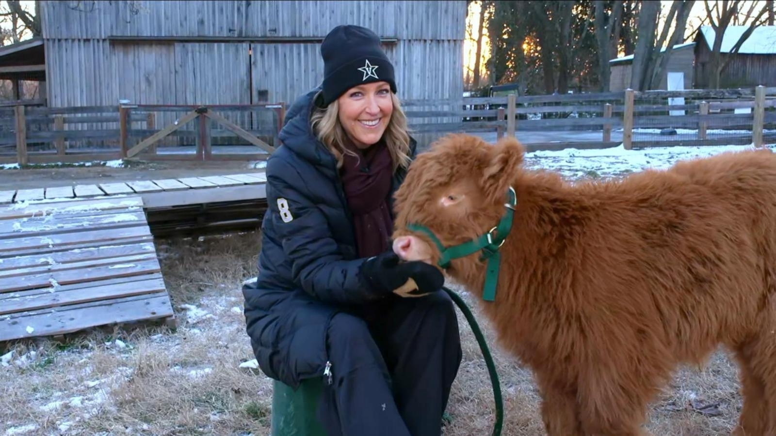 Hamish the Scottish Highland calf captures hearts online and at Nashville Zoo - ABC News