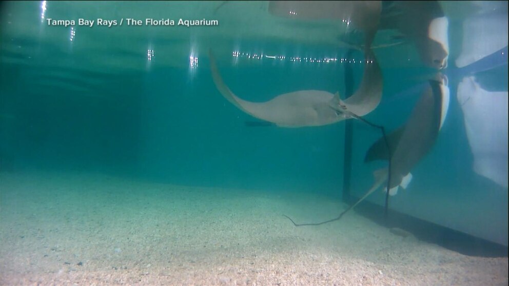 Video Stingrays are the stars of the Rays Touch Experience - ABC News