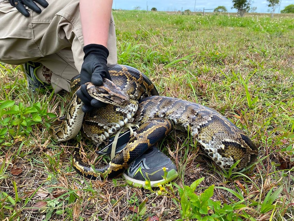 Florida snake hunters deploy robotic rabbits to capture invasive ...