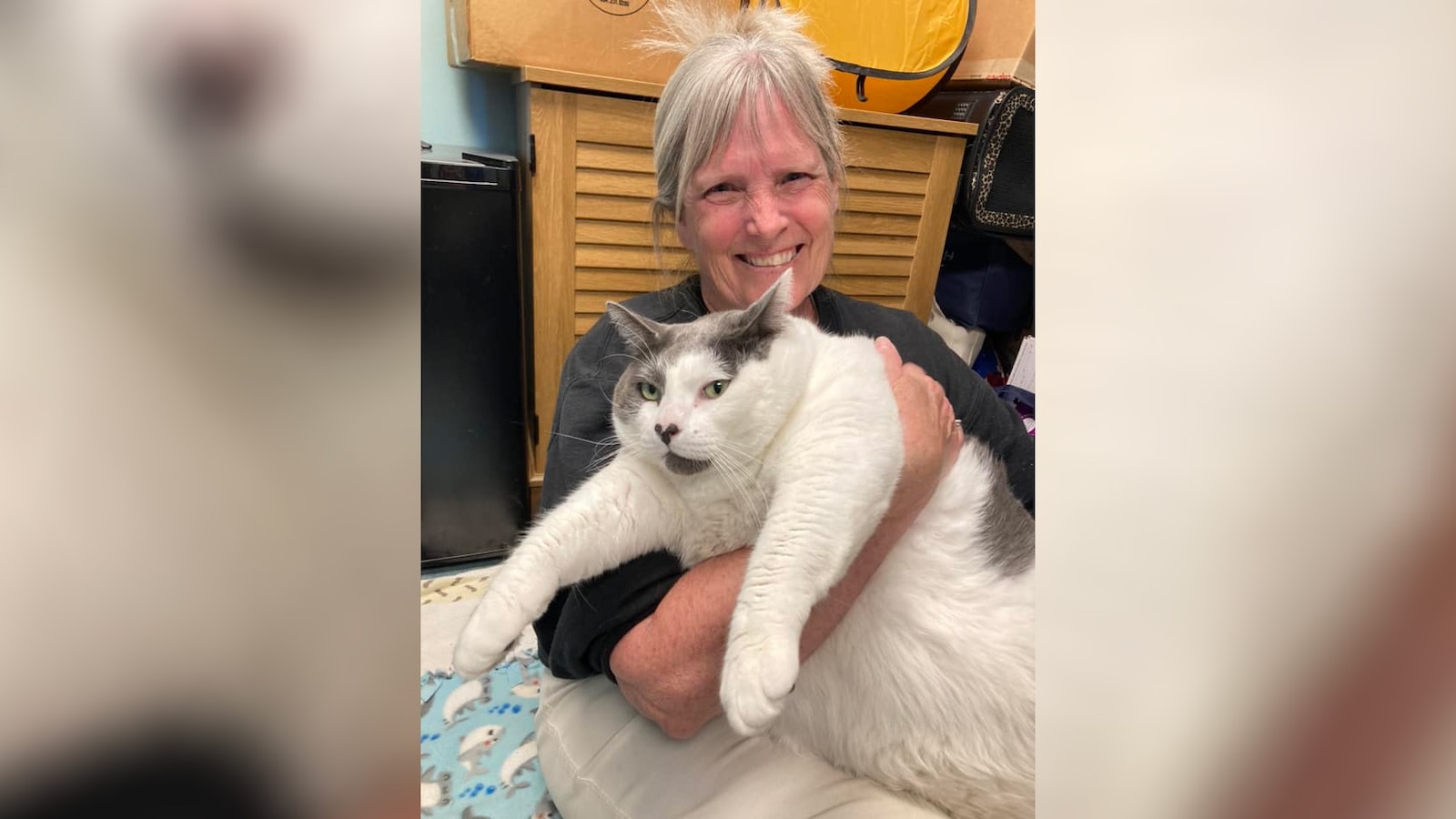 Viral cat dubbed 'largest cat anyone has ever seen' gets adopted - ABC News
