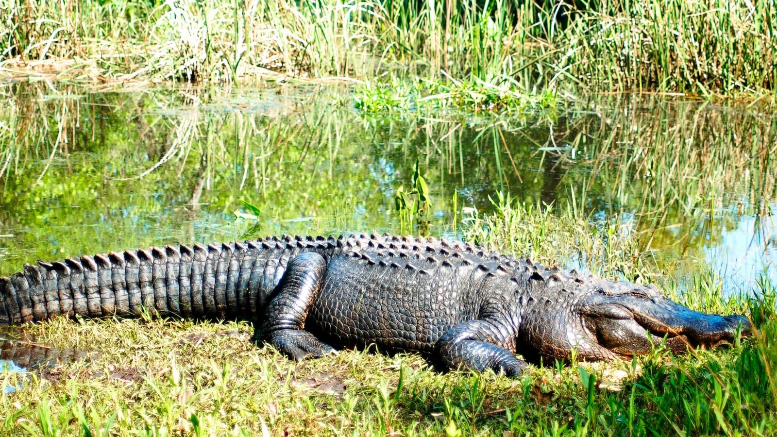 88-year-old woman was gardening when attacked, killed by alligator ...