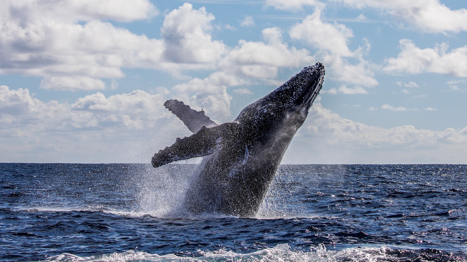 How humpback whales are playfully communicating with humans, according ...