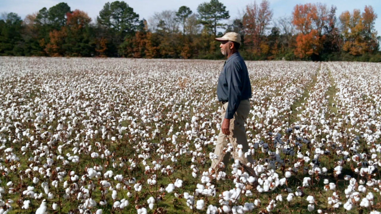 Black farmer looks to rethink stigma of picking cotton - ABC News