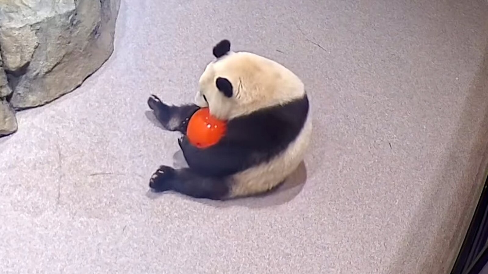 National Zoo shares new video of giant pandas from China in their new home - ABC News
