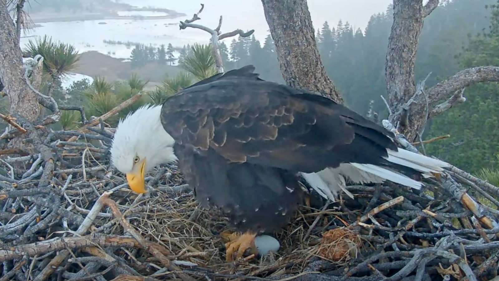 Viral bald eagles Jackie and Shadow welcome 1st egg of 2026 - ABC News