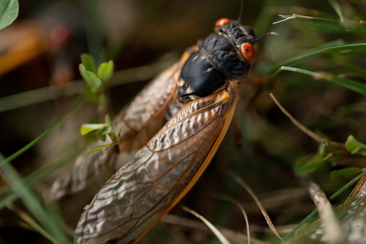 Cicadas Race To Catch Up With Their Evolving Endosymbionts Will