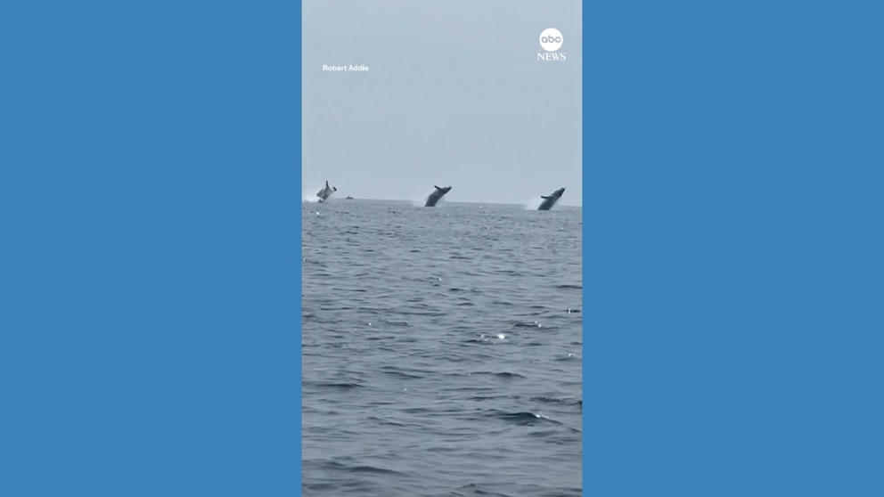 Video 3 whales breach surface simultaneously - ABC News