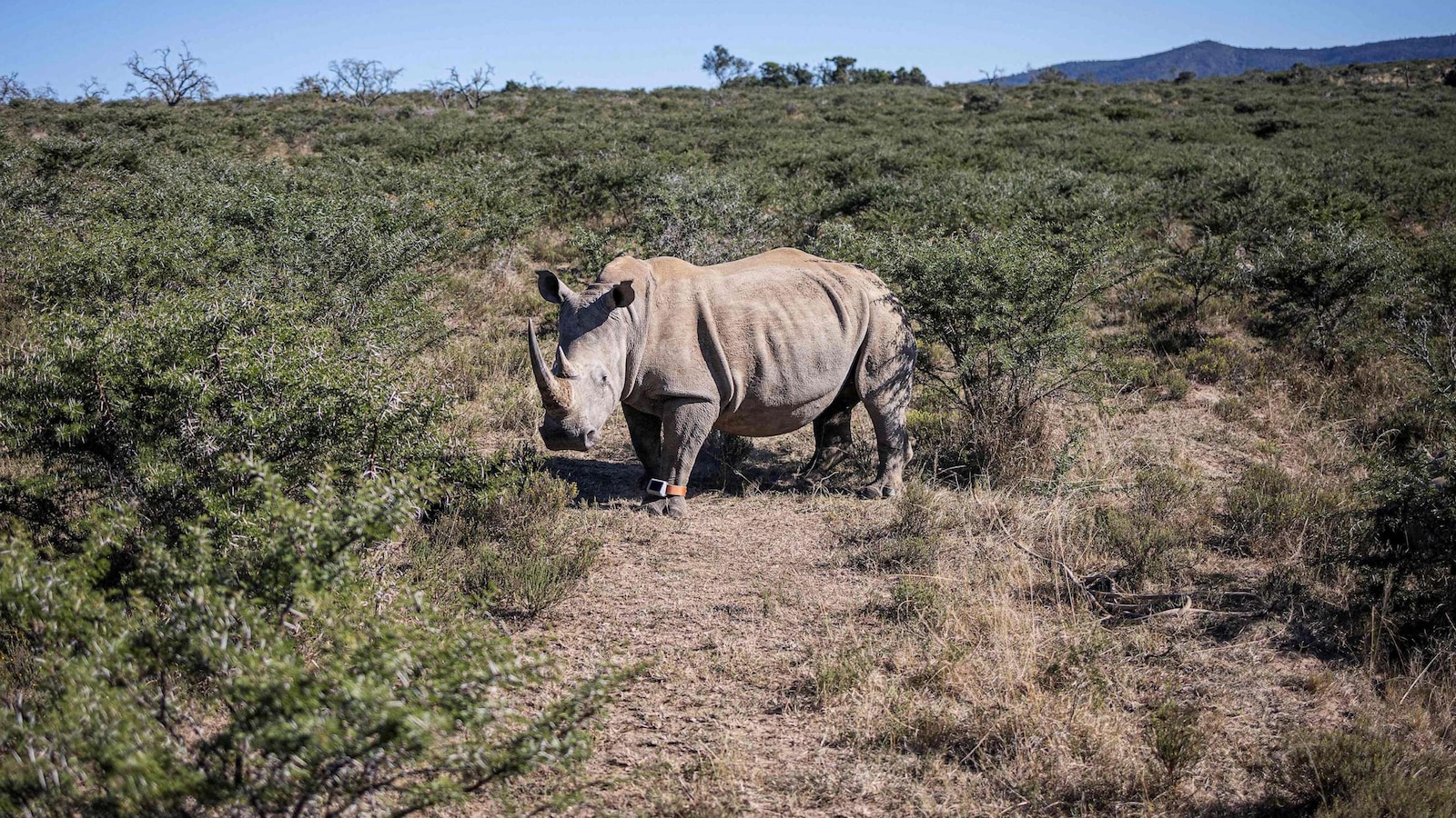 South African conservation NGO to release 2,000 rhinos into the wild ...