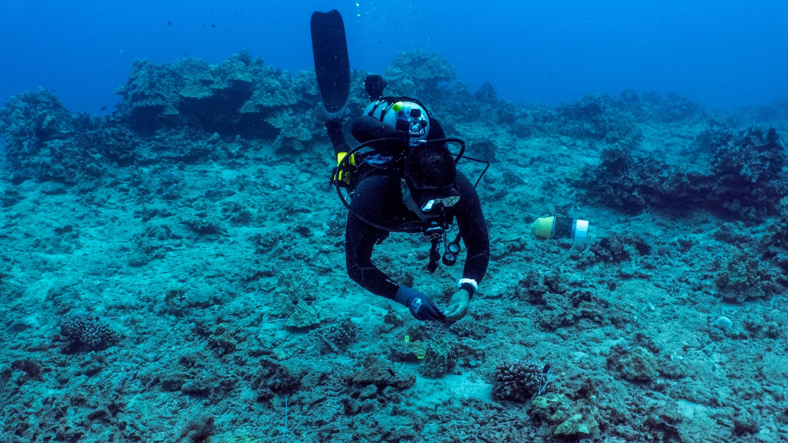 World Ocean Day: Indigenous communities are increasingly teaming up ...