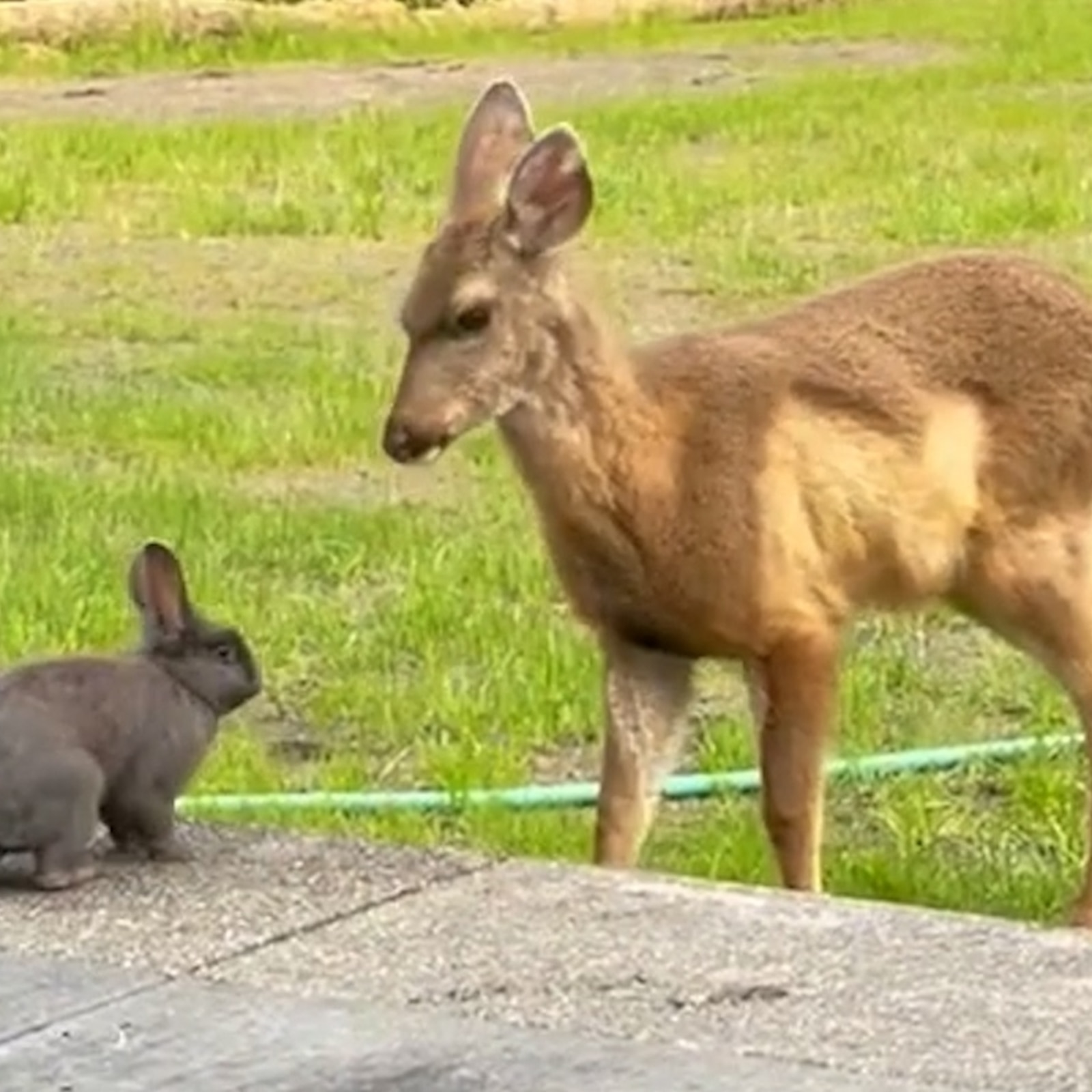 Bambi Og Thumper