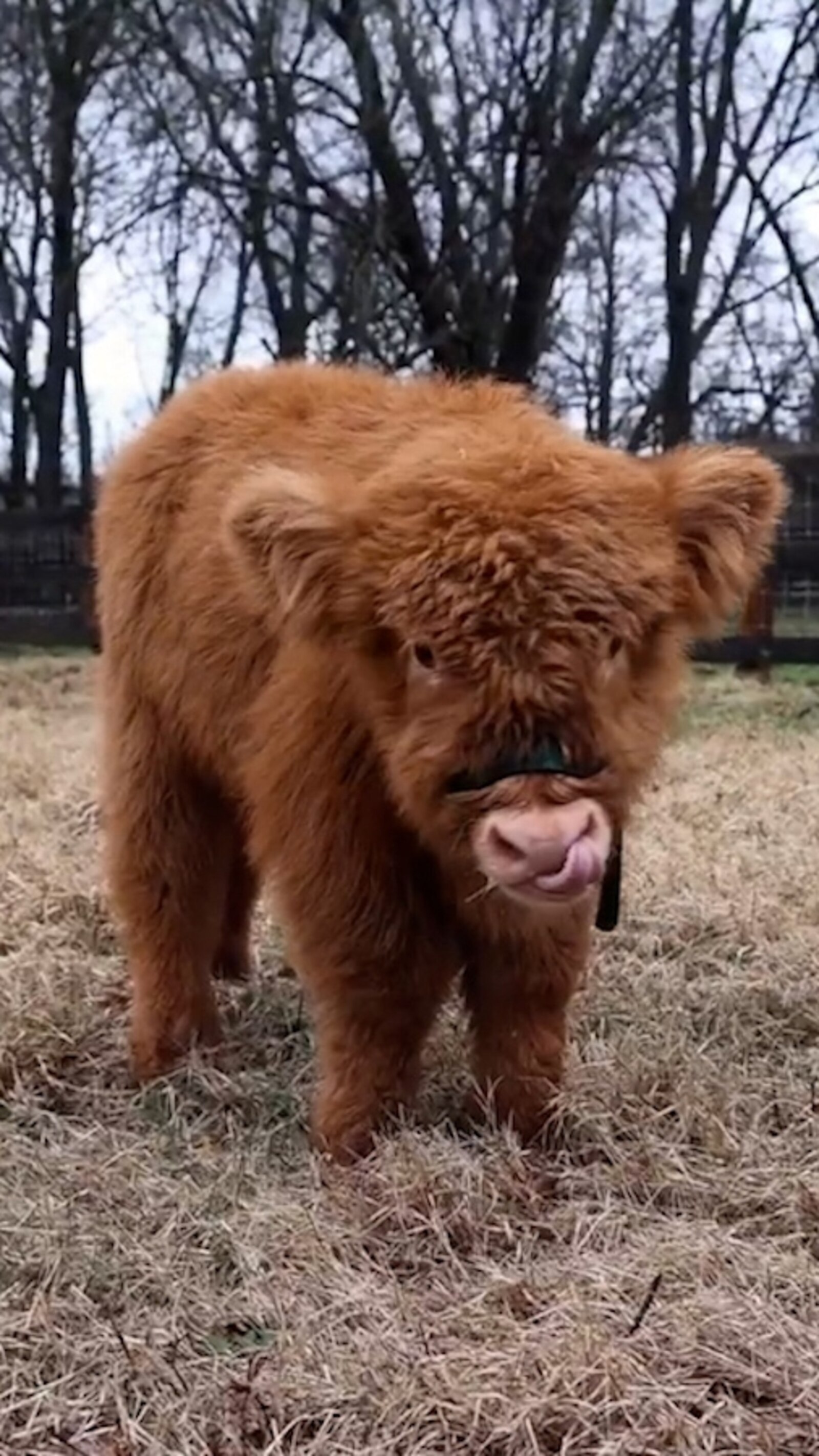 Zoo Cow