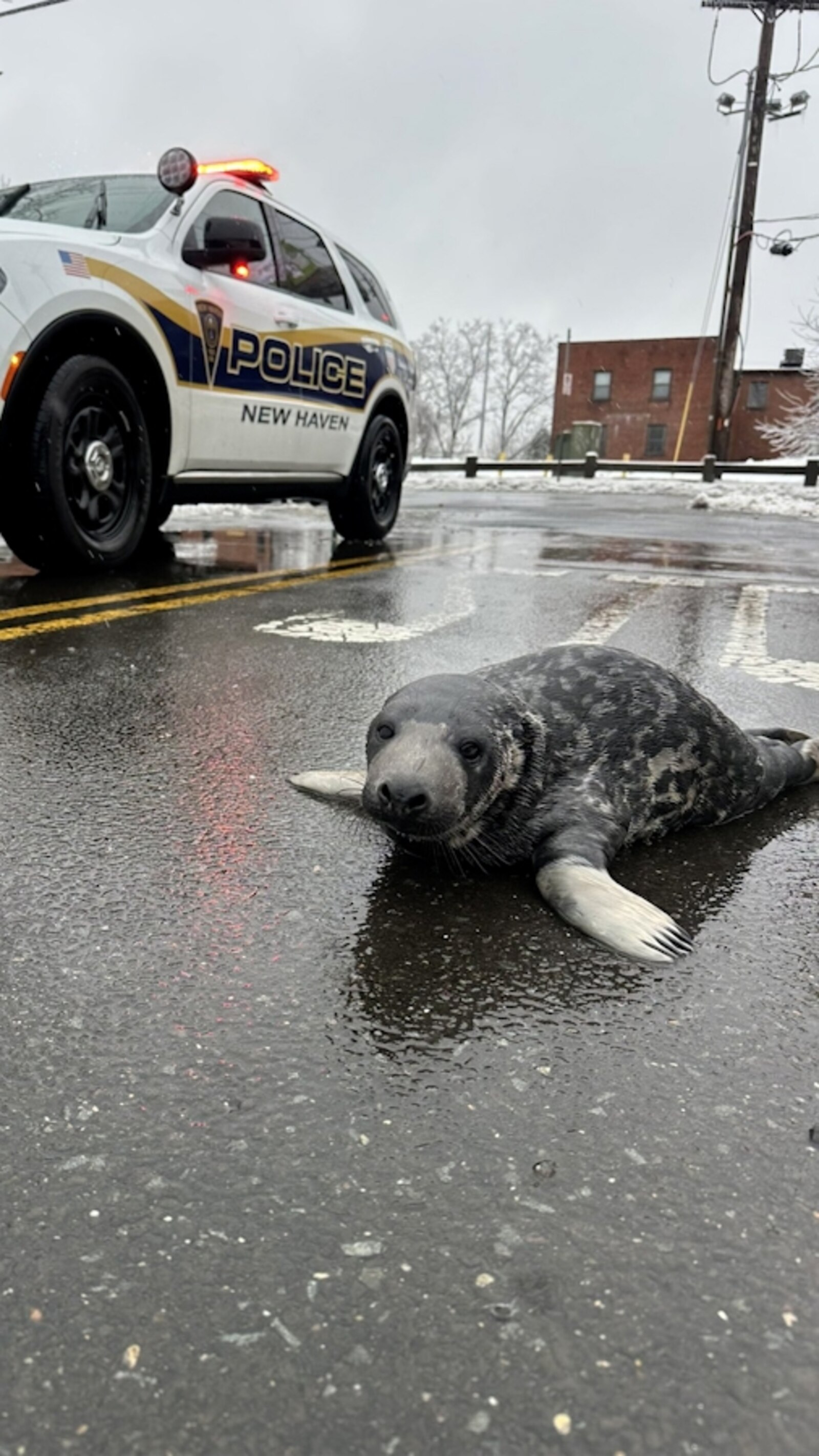 Seal Running Away