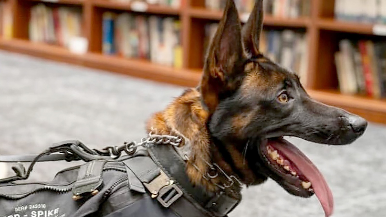 California police dog fatally shot in the line of duty while searching ...